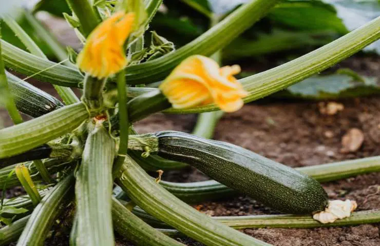 Cultivating Delight: A Comprehensive Guide to Planting Zucchini in Your ...