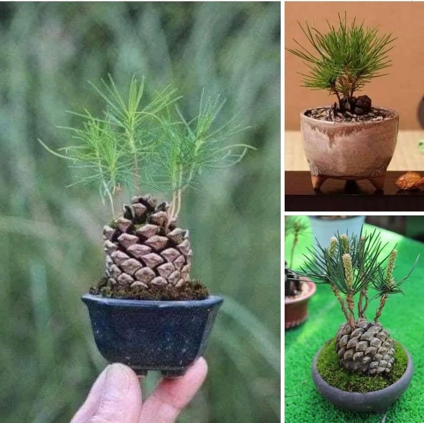 Creare la tua Foresta Casalinga: Una Guida Passo dopo Passo - giardinaggio e consigli